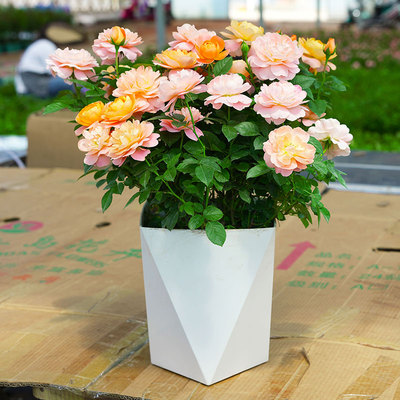 云南新款果汁阳台月季大花苗带花苞多季节重复开花盆栽