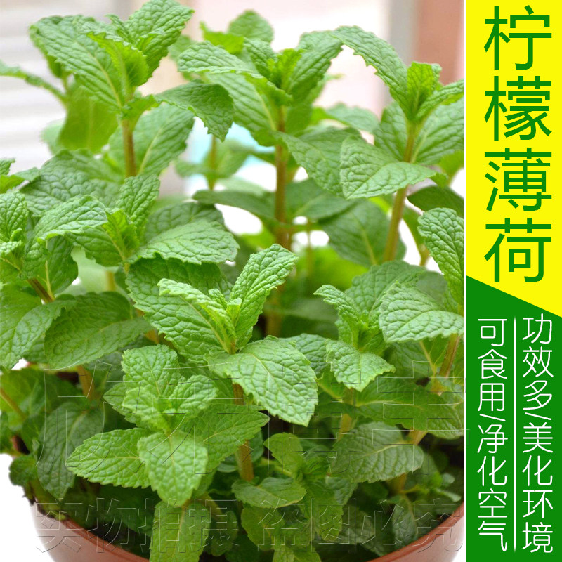 柠檬薄荷种子四季食用薄荷阳台盆栽夏秋观赏野菜种籽驱蚊花草种孑