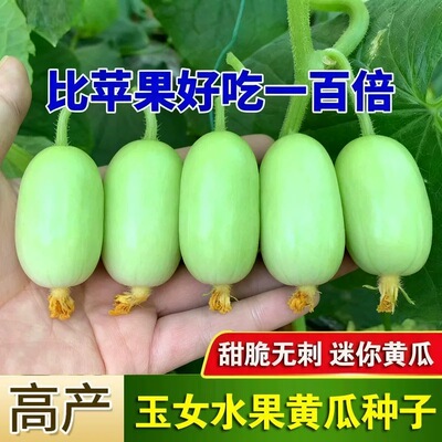 玉女水果黄瓜种迷你生吃脆甜无渣