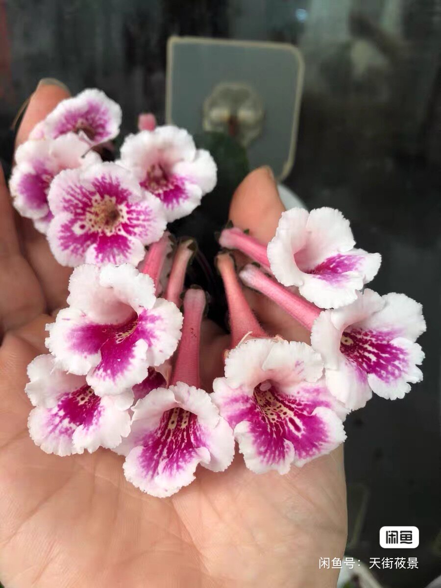 苦苣苔迷岩银河的小雪自育室内耐荫四季开花草本植物