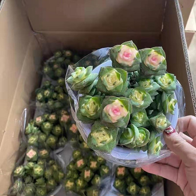 【基地直供】小盆栽居家多肉植物绿植盆栽植物星王子锦