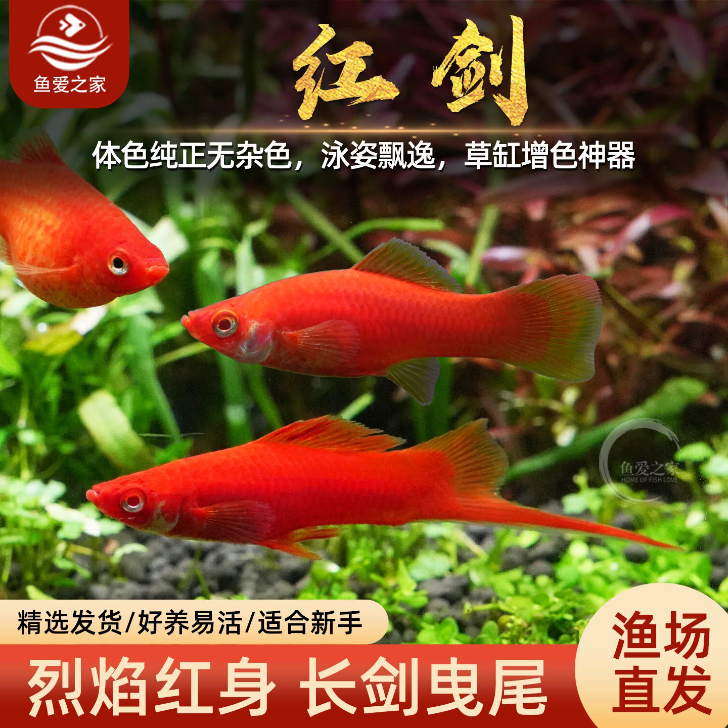 红剑鱼玛丽鱼大红剑活体鱼苹果剑大燕尾红剑胎生热带观赏鱼活体鱼