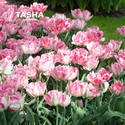 塔莎的花园狐狸舞步郁金香种球进口5度自然重瓣水培粉色重瓣地栽