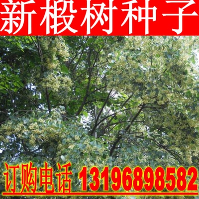 椴树种子 紫椴种子 火绳树 家鹤儿 金桐力树 桐麻 叶上果糠椴种子