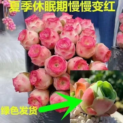 新品水蜜桃玫瑰多肉盆栽山地室内植物酒杯办公室好养阳台