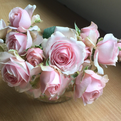 infinity花期长无限一直阳台盆栽