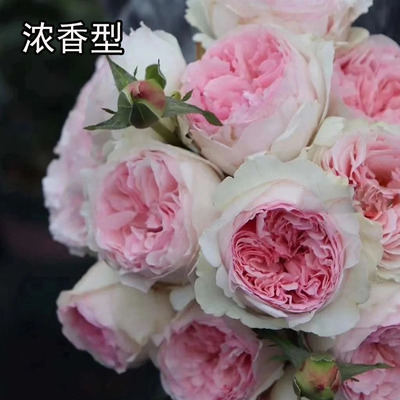 日本伊芙乙女心扦插苗浓香渐变色