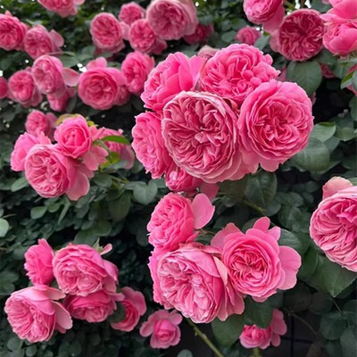 粉色达芬奇中苗 丰花型藤本法国月季 爬藤攀援花期长勤花花卉