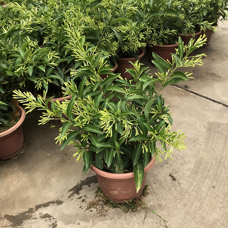 夜来香花苗盆栽庭院阳台夏季驱蚊香草树苗夜兰香植物花卉当年开花