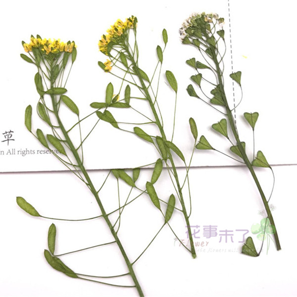 荠菜花 真花干花押花香薰蜡片蜡烛 滴胶手机壳 植物标本 花事未了