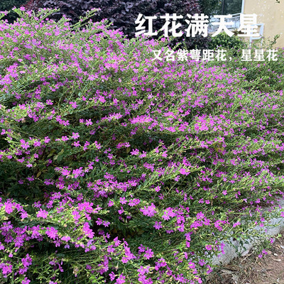 萼距花红花满天星庭院四季开花苗