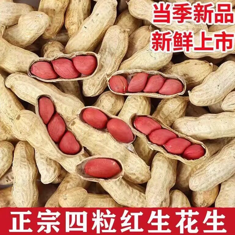 2025年四粒红花生果新货新鲜晒干小粒带壳生的红皮花生红衣生花生