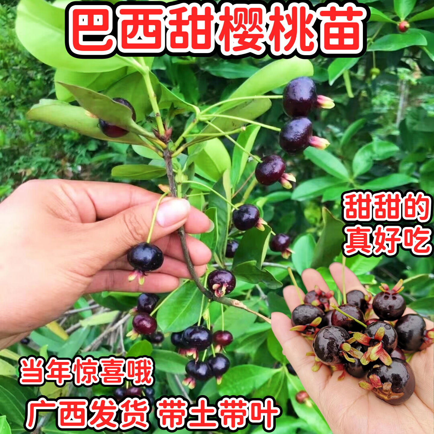 巴西樱桃苗车厘子苗甜樱桃树苗四季常绿樱桃苗阳台庭院盆栽地栽