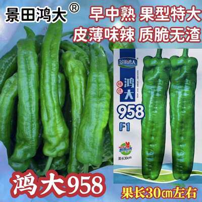 鸿大958F1牛角椒种子早中熟皮薄味辣翠绿光亮特大果牛角辣椒种子