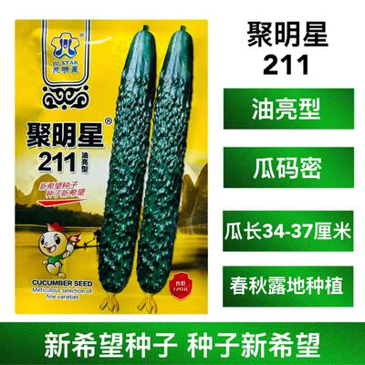 聚明星211油亮型黄瓜种子 抗病好瓜条顺直春秋露地种植原装种子