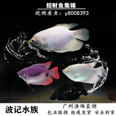 活体黑眼招财古代红尾鱼苗