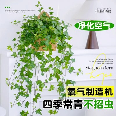 枫叶常春藤耐阴植物四季常青绿植