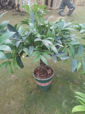 麻花竹柏盆栽竹柏大苗客厅办公室桌面四季常青植物花卉好养活绿植