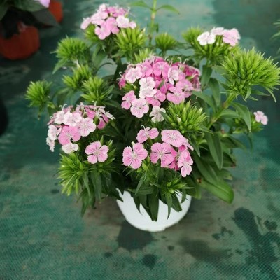 带花苞霹雳石竹盆栽绣球石竹花苗