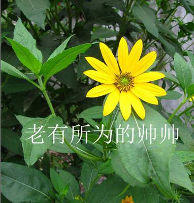 洋姜草本球根菜园种球