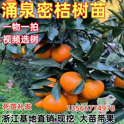 早熟无核涌泉蜜橘黄岩树苗早熟
