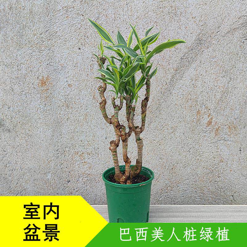巴西美人铁老桩盆景小盆栽室内绿植观叶植物造型好养阳台桌面阳台
