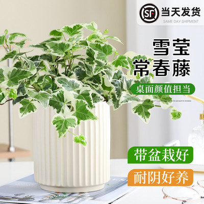 雪莹常春藤盆栽藤室绿植内客厅阳台桌面耐阴好养易活吊兰爬藤植物