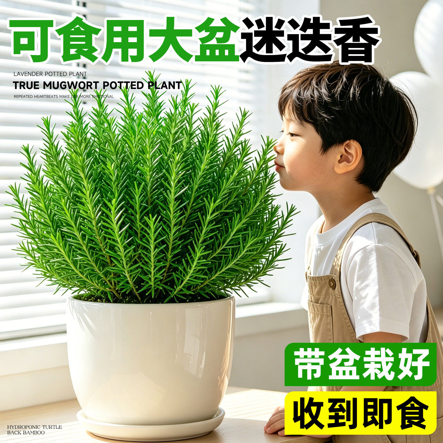 可食用迷迭香盆栽香草料室内阳台好养大盆植物驱蚊薄荷紫苏煎牛排