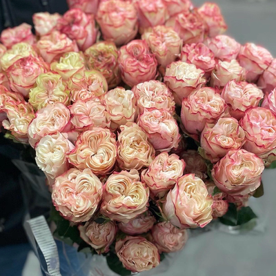 乡村苹果countycandy月季花苗