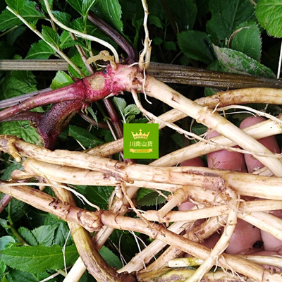 现挖新鲜接骨草根八棱麻中药材