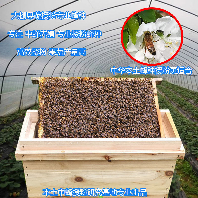 中蜂授粉蜜蜂番茄茄子草莓授粉蜂 中华蜜蜂本土蜂种专业授粉快递