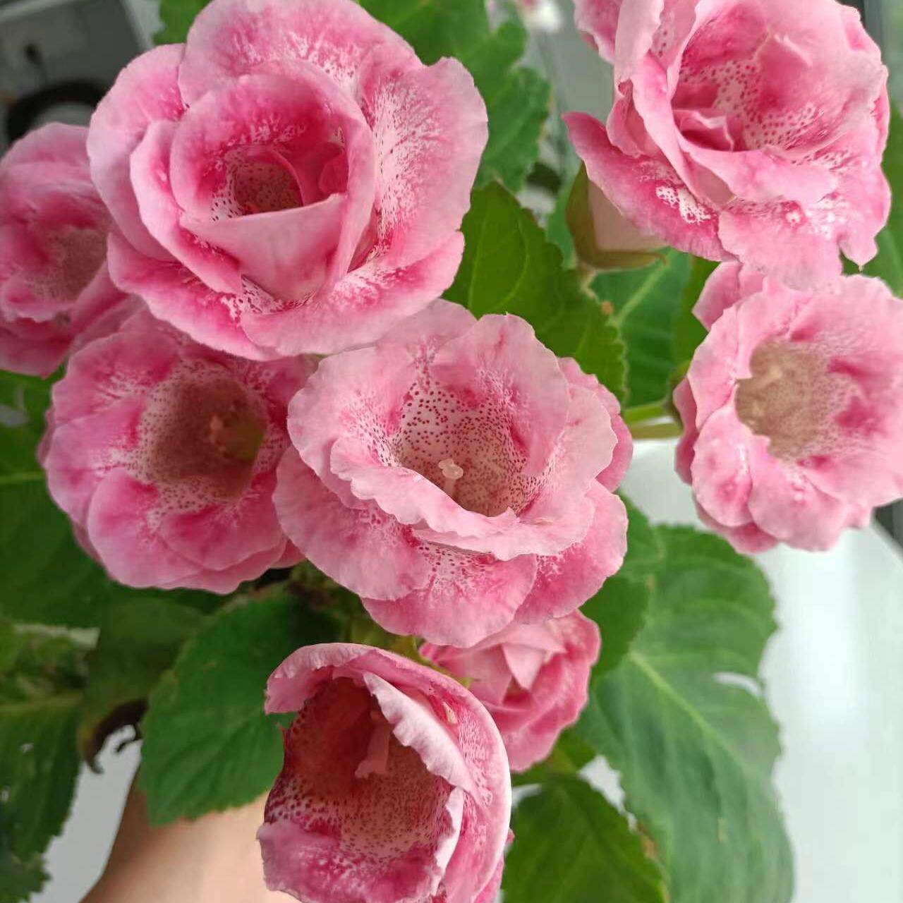 进口俄系品种重瓣芙蓉花苦苣苔大岩桐初恋球根（原版）花量巨大！