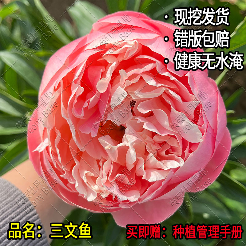 【三文鱼】芍药花苗重瓣名贵进口品种粉色蚀刻鲑鱼菏泽可盆栽地栽