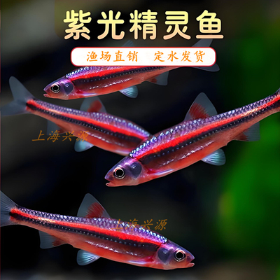 紫光精灵鱼淡水观赏鱼多彩霓虹灯紫光精灵小型耐寒冷水原生鱼灯鱼