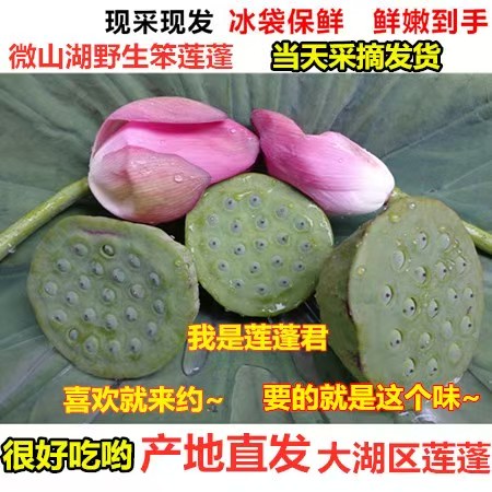 微山湖新鲜莲蓬生吃即食莲子野生笨莲蓬鲜莲蓬当天采摘发33朵莲蓬
