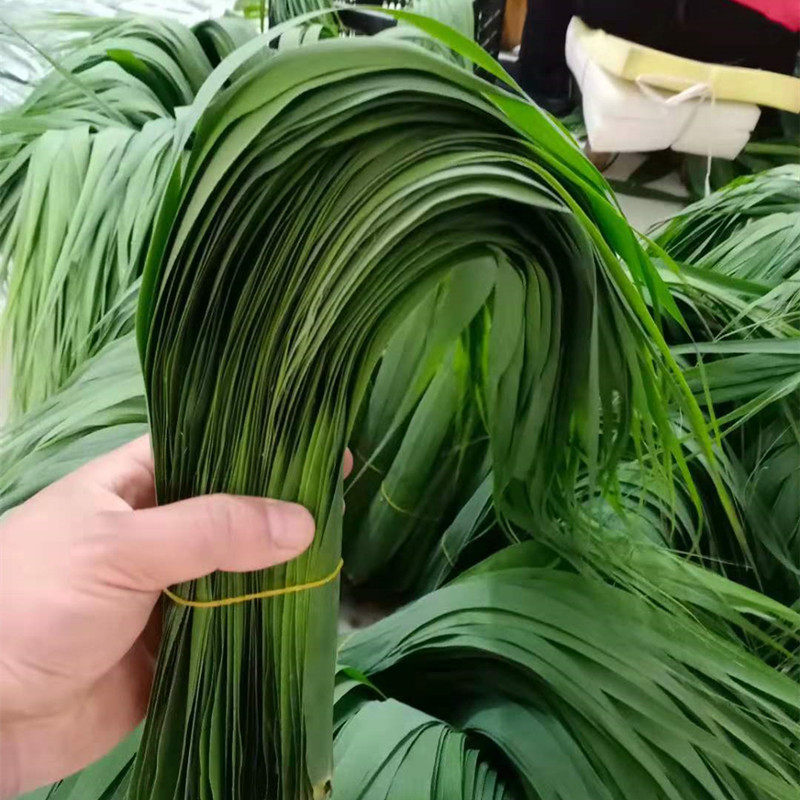 新鲜芦苇叶粽叶洪泽湖野生芦苇叶苏北农家当天现摘端午包粽子叶皮