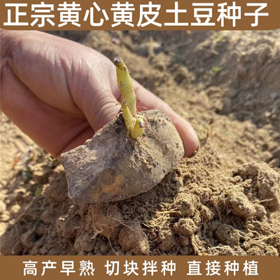 荷兰土豆种黄心黄皮切好拌好带芽