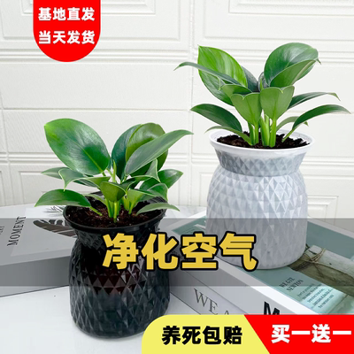 金钻绿公主盆栽室内净化空气