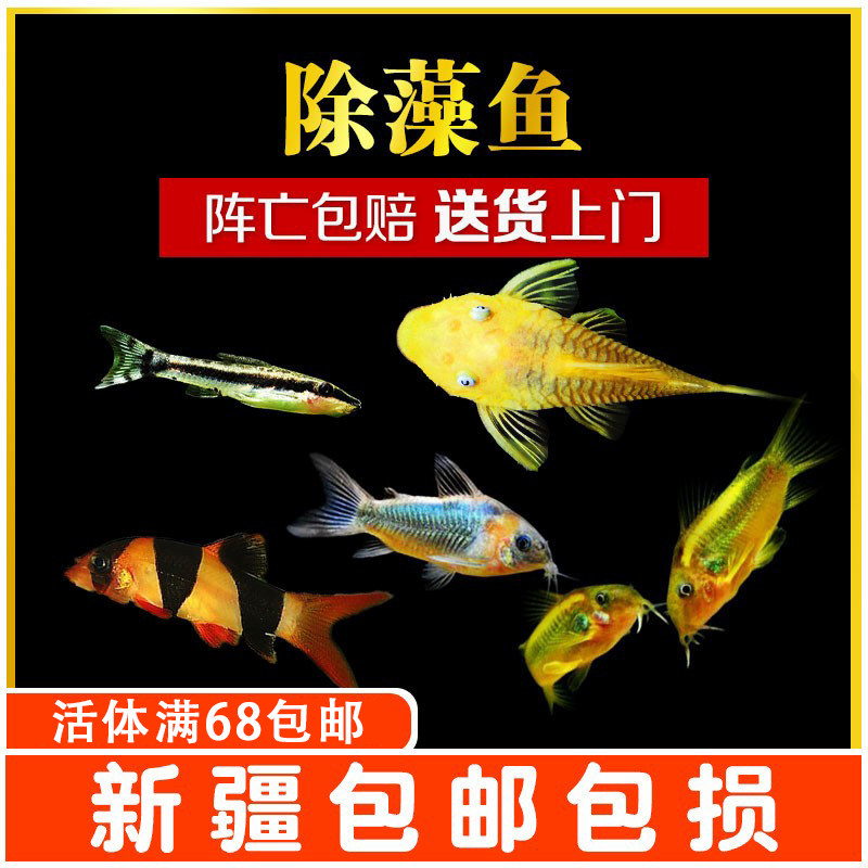 清道夫老鼠鱼黄金胡子白鼠花椒咖啡熊猫珍珠鼠底栖除藻清洁工具鱼