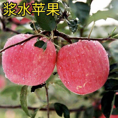 正宗河北邢台浆水红富士苹果现摘现发新鲜水果脆甜多汁苹果一整箱