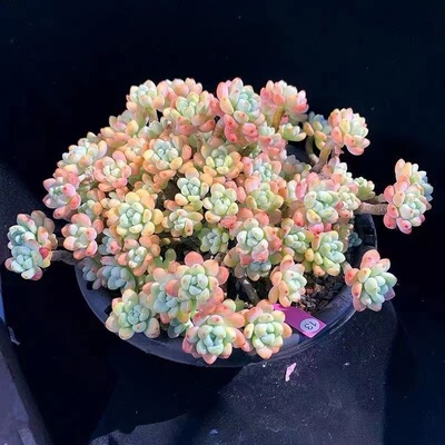 老桩劳尔多肉植物云南多肉直发室内阳台花卉植物