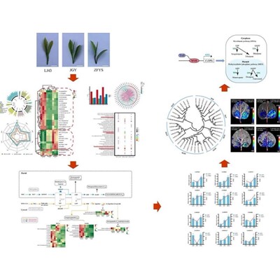 网络药理学代做Cytoscape作图GO富集KEGG通路分子对接