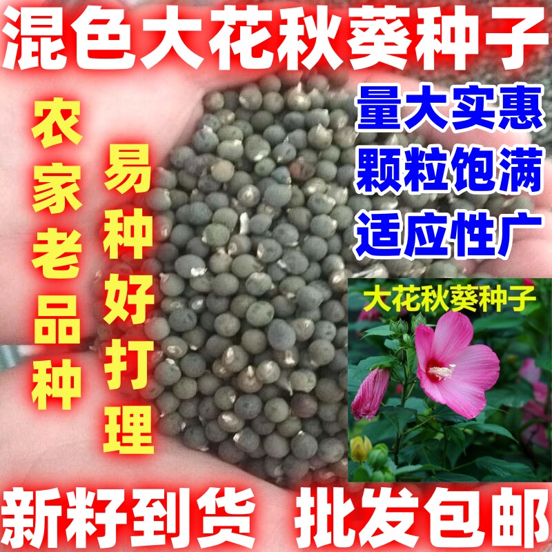 大花秋葵种子芙蓉葵花种籽庭院观赏草芙蓉花籽混色景观简单易种