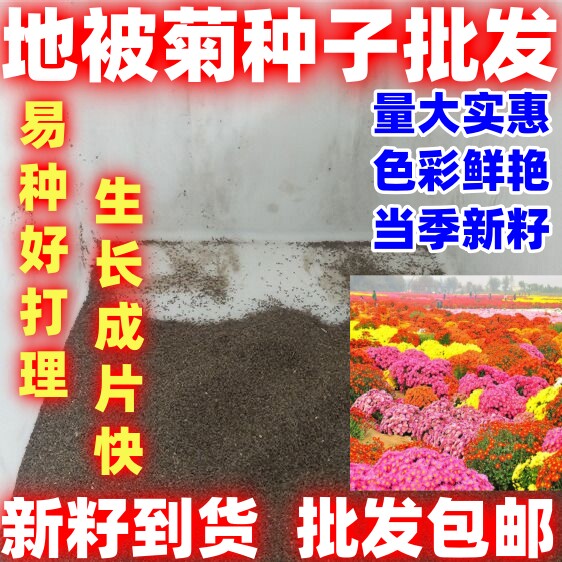 地被菊种子简单易种观赏花盆栽花草花期长耐旱耐寒花海绿化花种籽