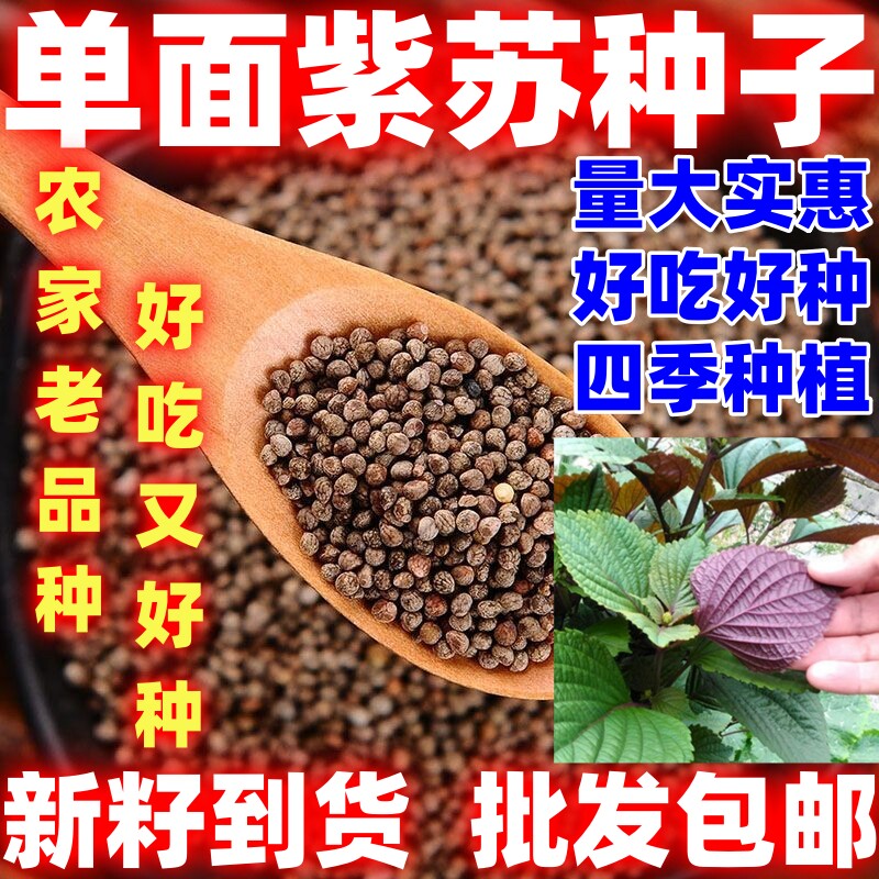 单面紫苏种籽可使用紫苏种子四季盆栽蔬菜种子蔬菜种单面紫苏种子
