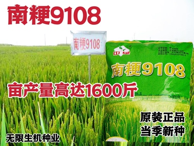 水稻种子南粳9108稻种籽优质高产圆粒水稻谷香米种子孑抗倒伏正品