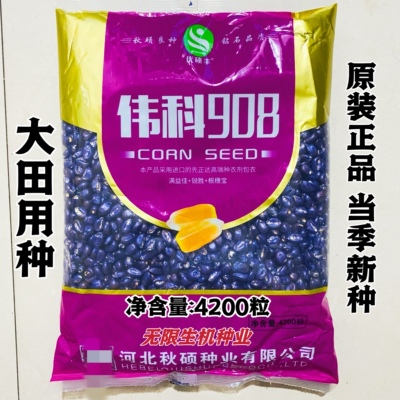 玉米种子伟科908玉米种籽大棒矮杆抗病抗倒亩产可达1800斤 正品籽