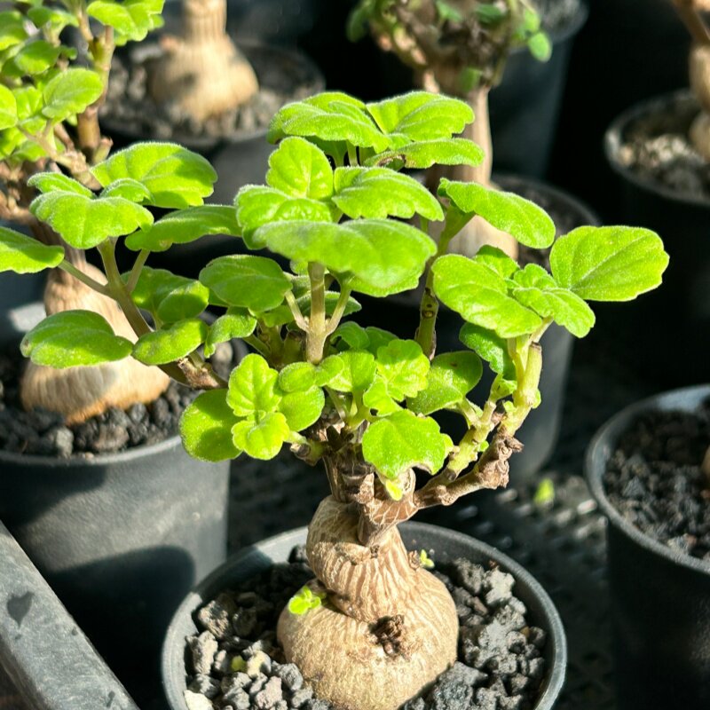 爱氏延命草块根植物薄荷草提神醒脑植物阳台窗台小绿植懒人植物