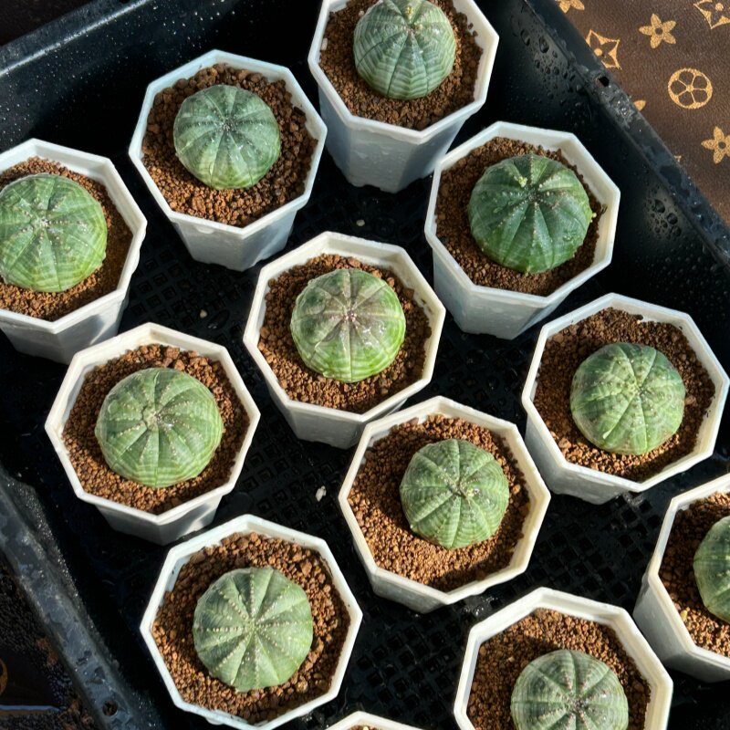 欧系顶花暗纹布纹球 优选实生好养仙人球小盆栽绿植阳台趣味可爱