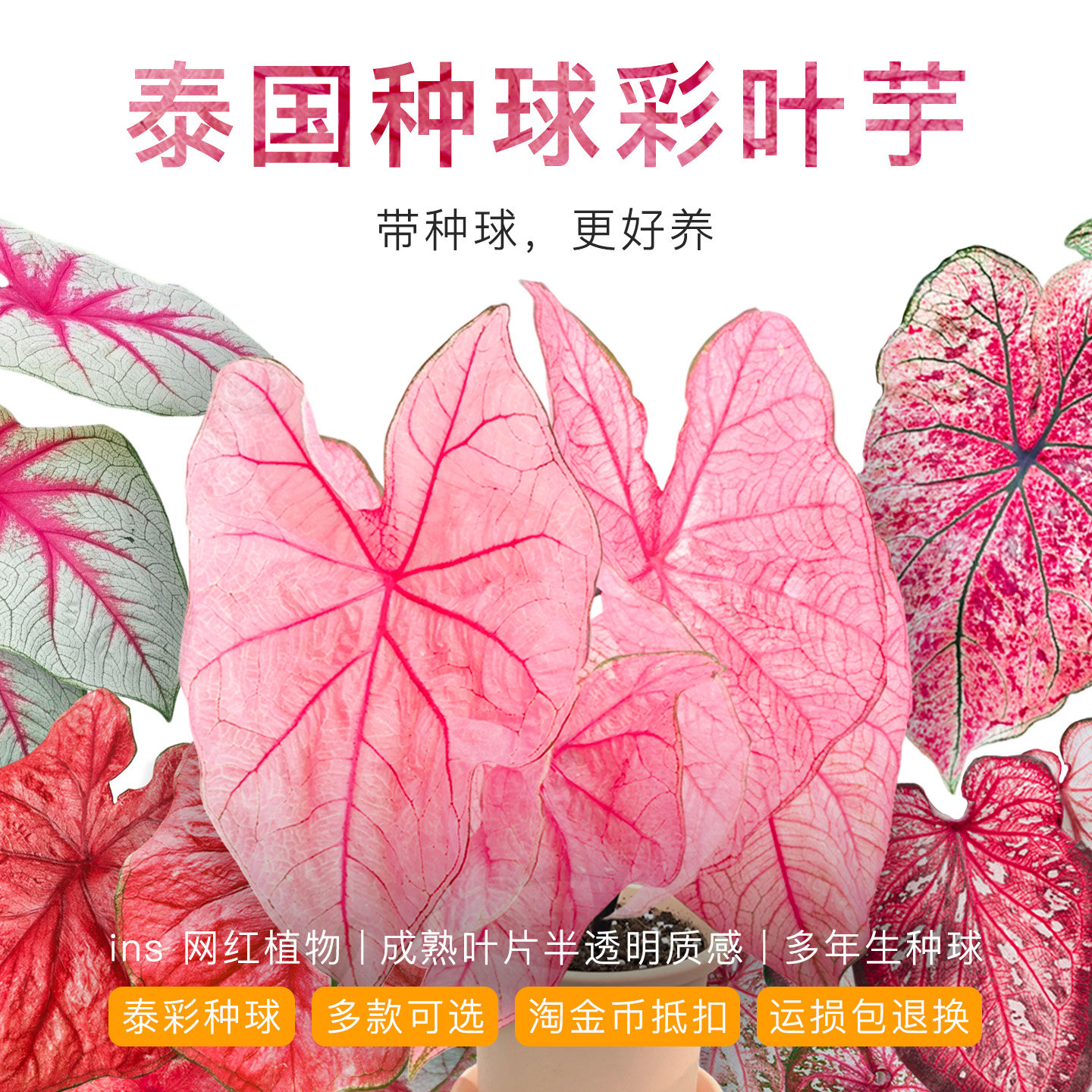 泰国球根彩叶芋进口花卉网红热带绿植物盆栽客厅室内耐旱耐阴好养